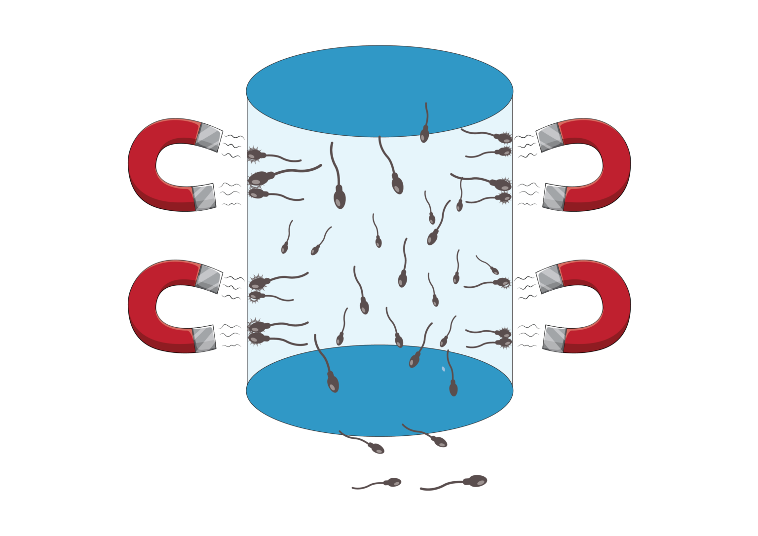 What Are MACs and PICSI? Advanced Sperm Selection Techniques - iBaby ...