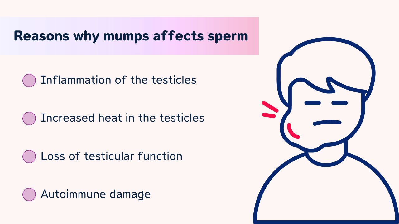Why does mumps affect sperm? - iBaby Fertility & Genetic Center